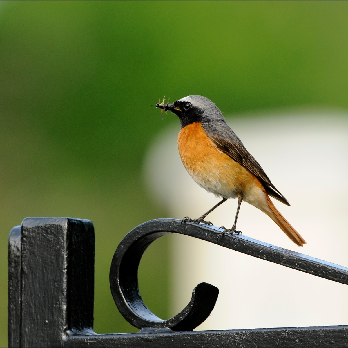 S'engager - LPO Auvergne-Rhône-Alpes