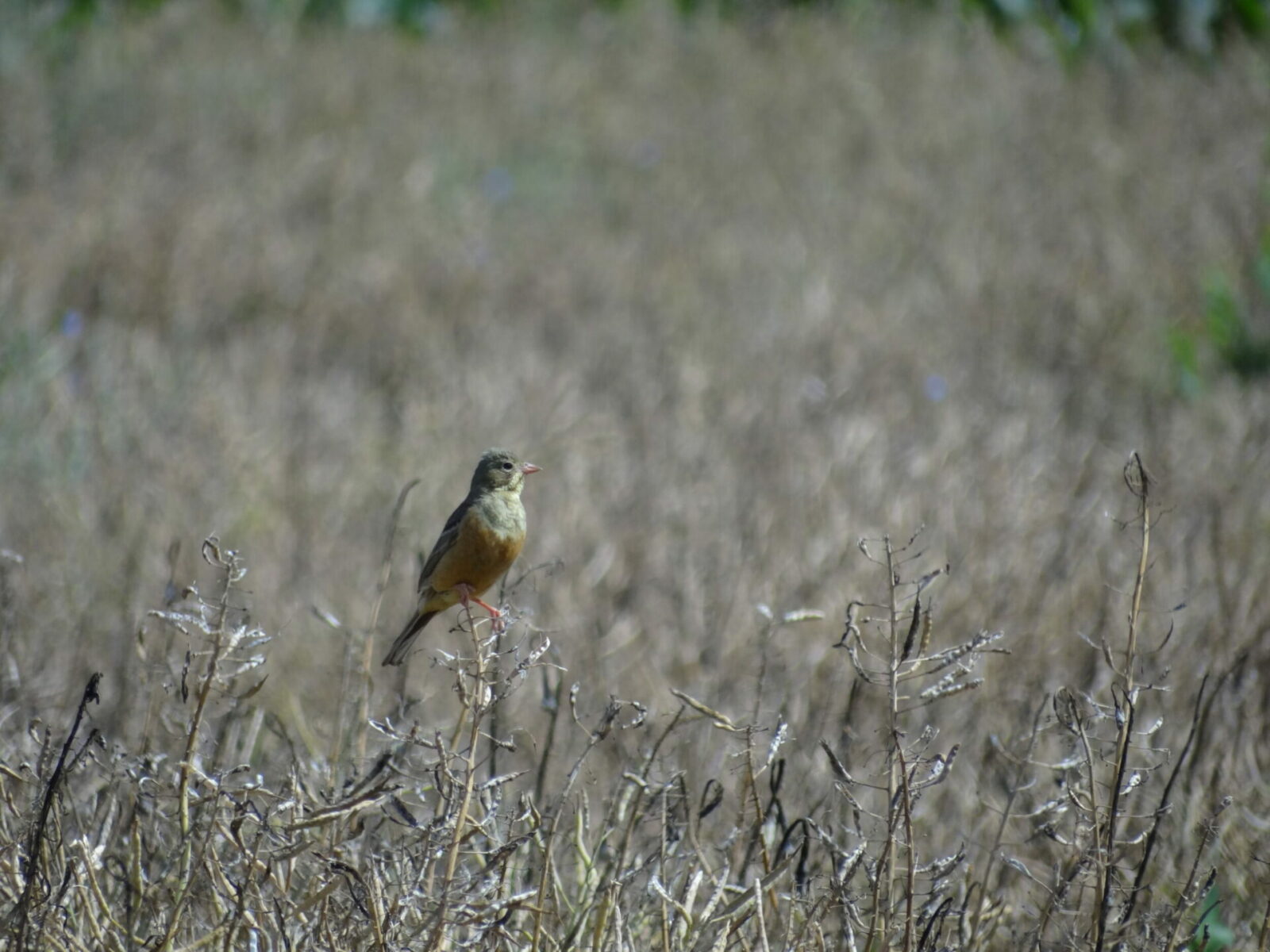 S'engager - LPO Auvergne-Rhône-Alpes
