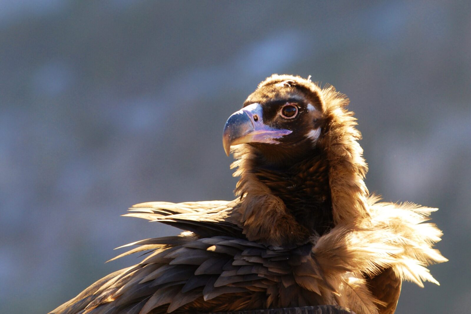 Nouveau ! "Histoires de Vautours" : un livre passionnant sur ces ...