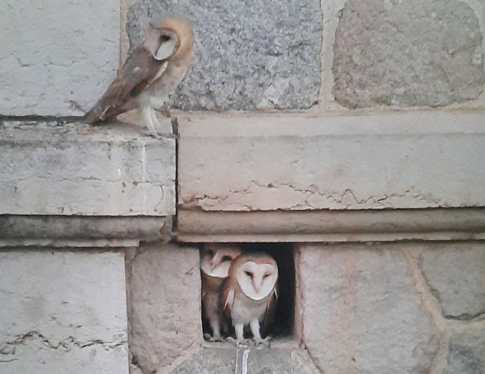 Groupe effraie des clochers du Rhône - LPO Auvergne-Rhône-Alpes