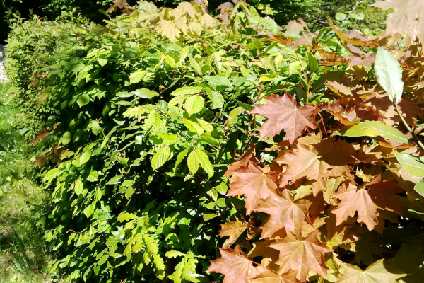 Travaux d’automne et divers – Action n°5 : PLANTEZ des haies - LPO ...