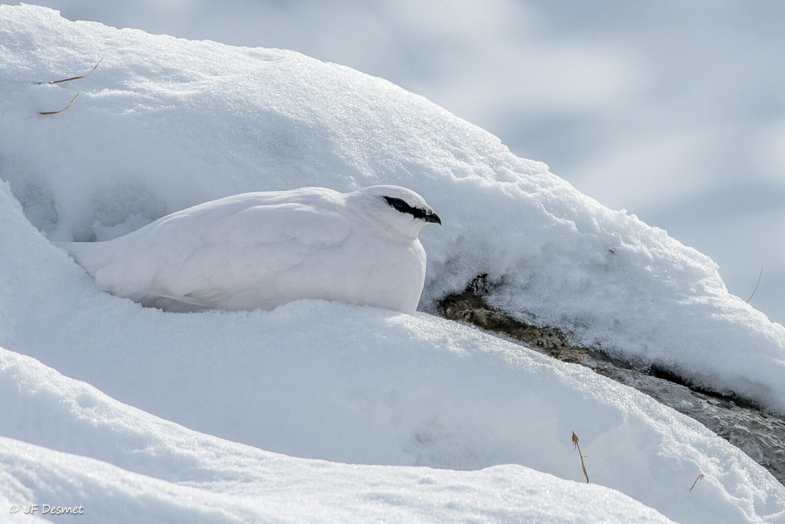 Un peu de répit pour le Lagopède alpin : sa chasse suspendue dans le ...