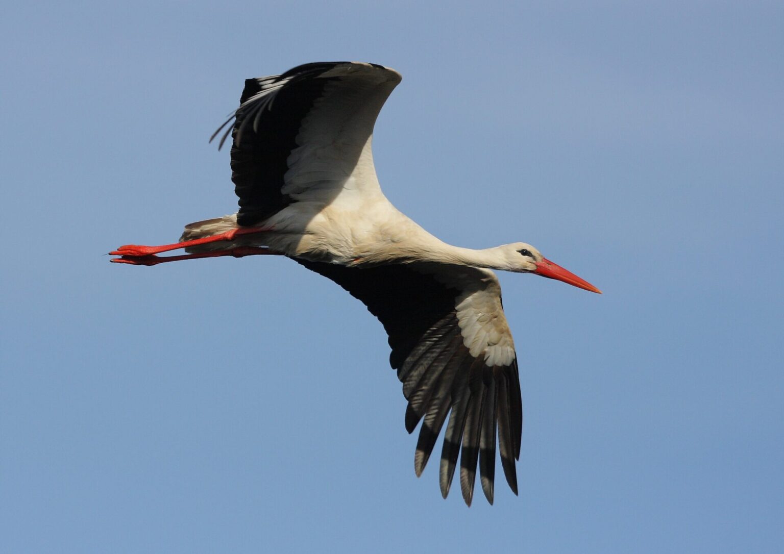 La Cigogne blanche niche dans le Cantal ! - LPO Auvergne-Rhône-Alpes