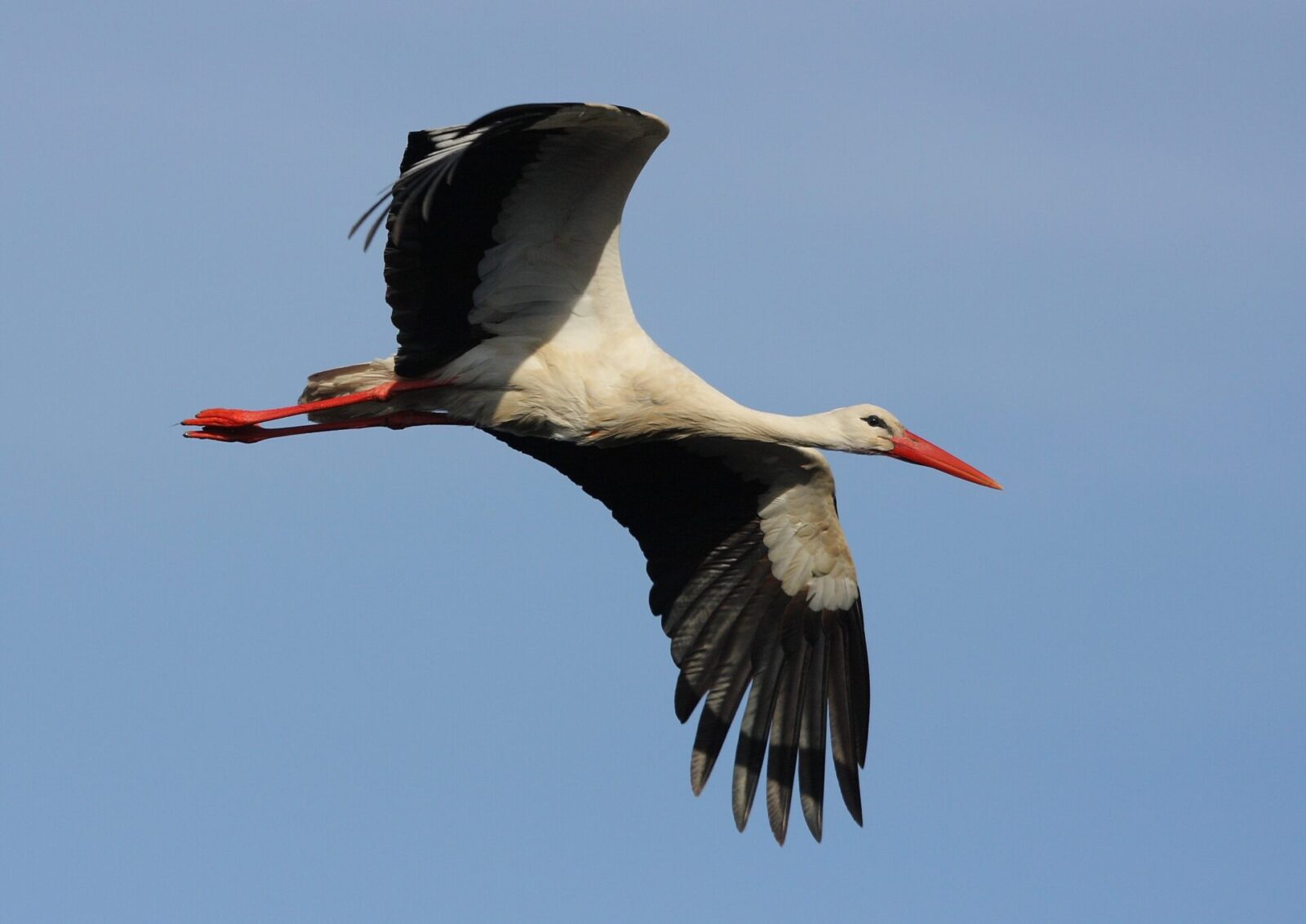 La Cigogne blanche niche dans le Cantal ! - LPO Auvergne-Rhône-Alpes