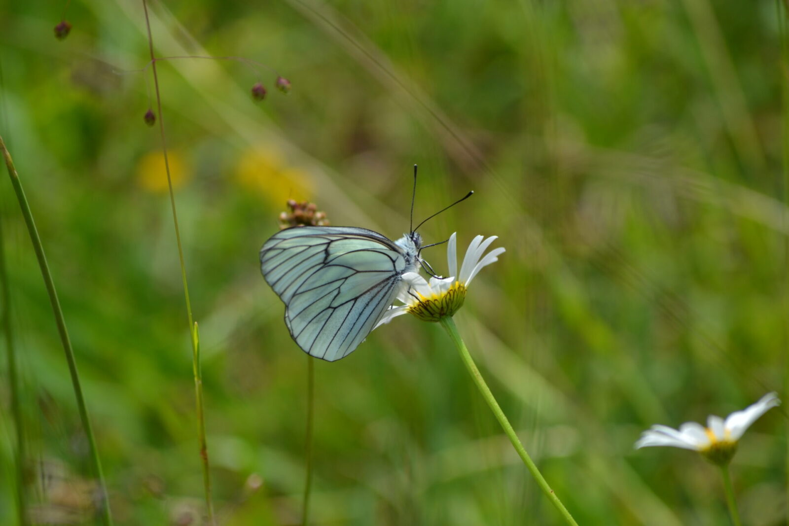 Nat’Auvergne, LE rendez-vous des naturalistes d’Auvergne ! - LPO ...