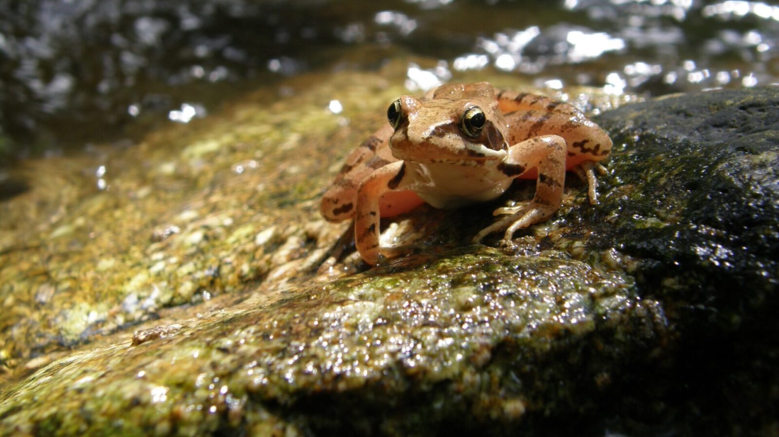 Le sauvetage des amphibiens - LPO Auvergne-Rhône-Alpes