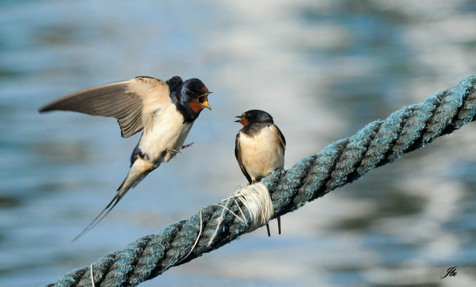 Protégeons les hirondelles ! - LPO Auvergne-Rhône-Alpes