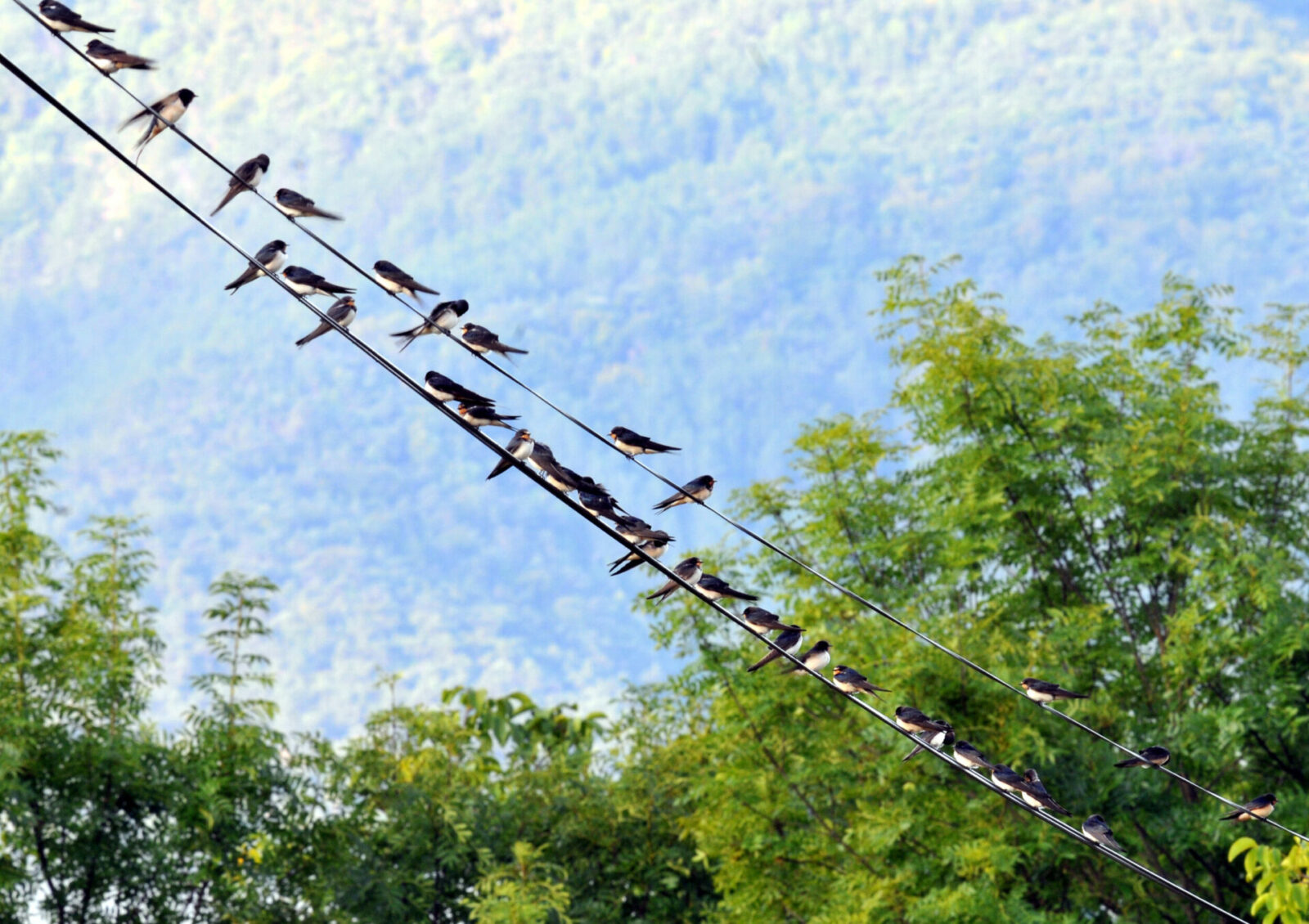 Aidez la LPO à recenser les sites de nidification des différentes ...