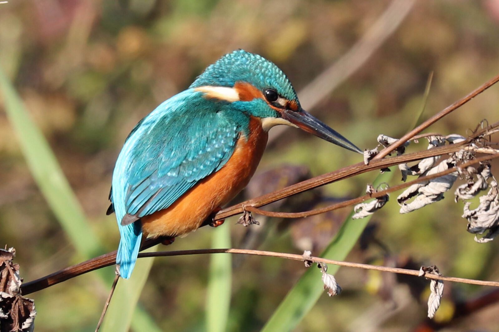 Découvrez l'atlas des oiseaux nicheurs de Lyon - LPO Auvergne-Rhône-Alpes