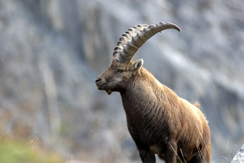 Où sont les bouquetins en Chartreuse ? - LPO Auvergne-Rhône-Alpes