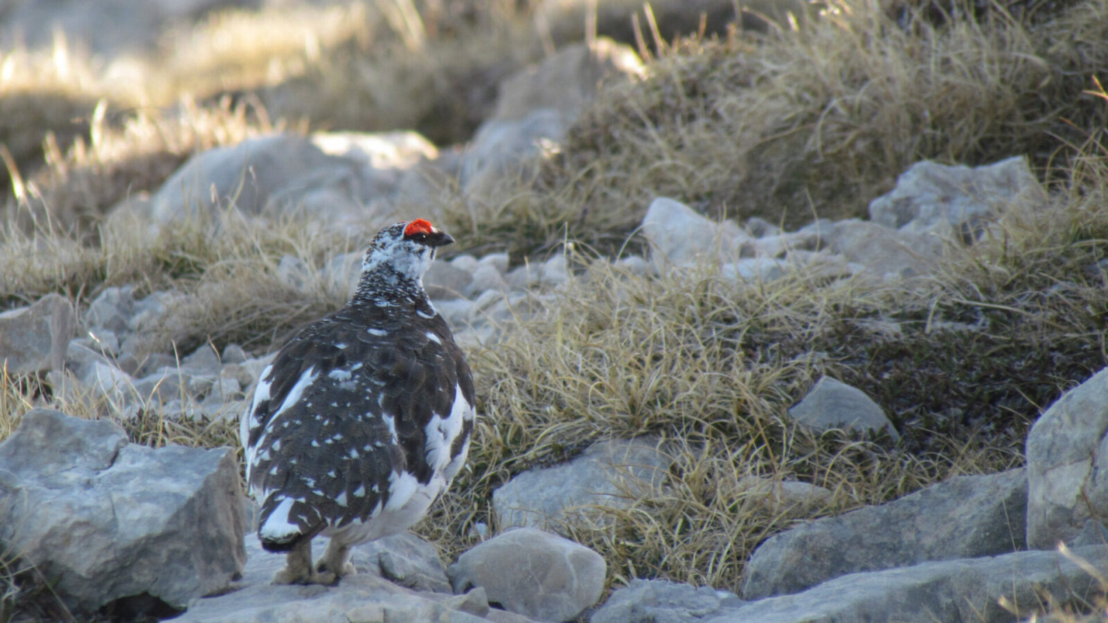 Groupe galliformes de montagne - LPO Auvergne-Rhône-Alpes