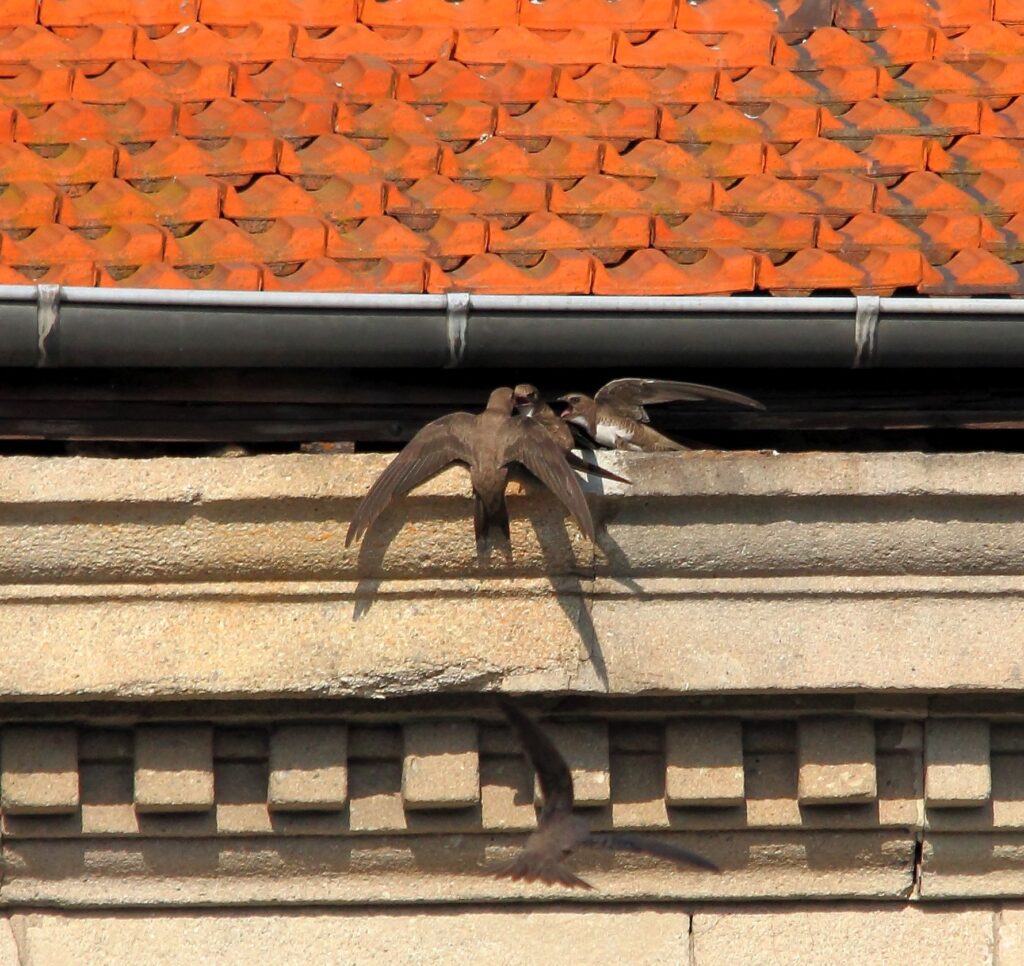 Journée mondiale des martinets - LPO Auvergne-Rhône-Alpes
