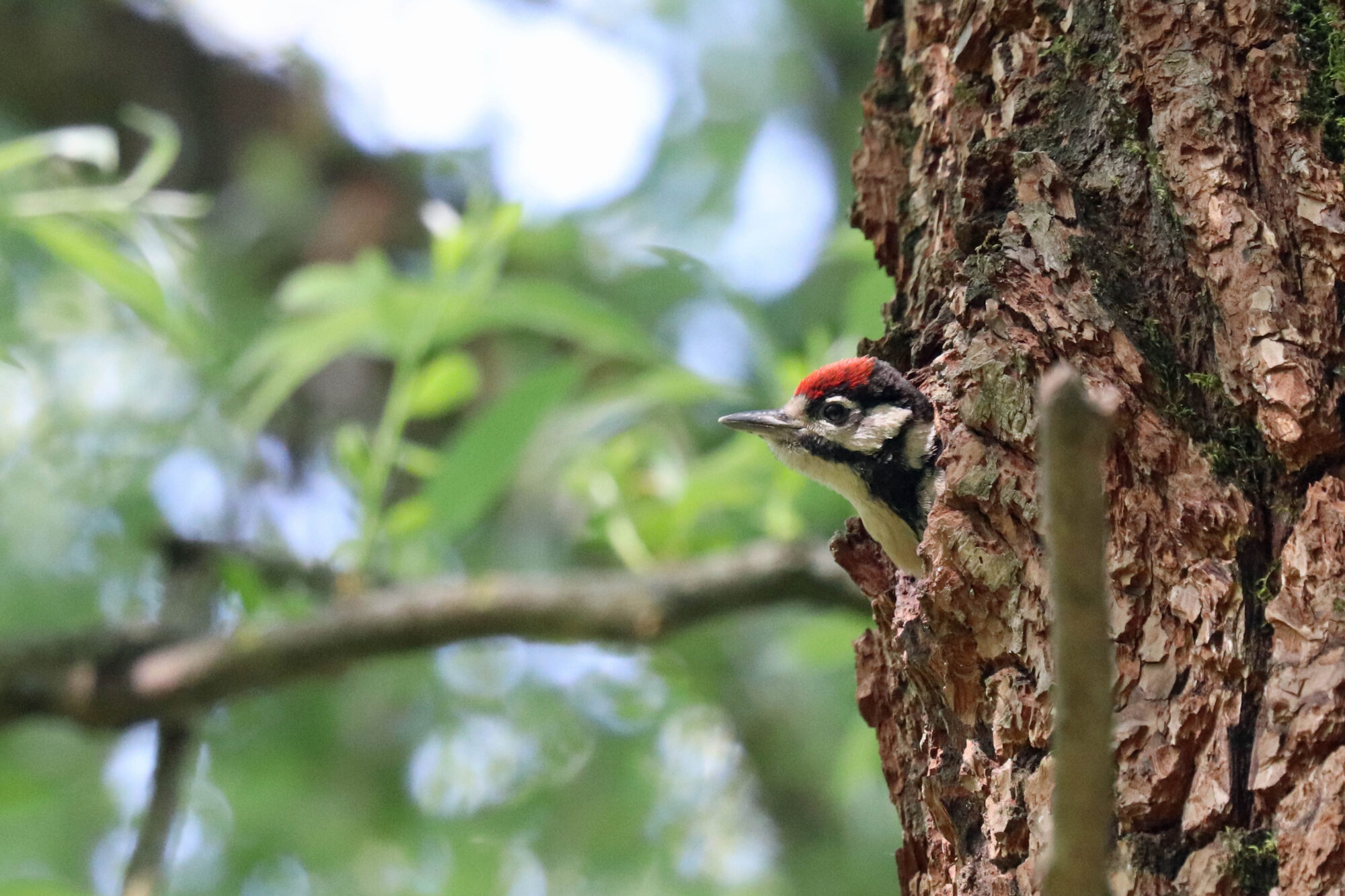 Pics et pics et colégram (tambouriner ratatam) - LPO Auvergne-Rhône-Alpes