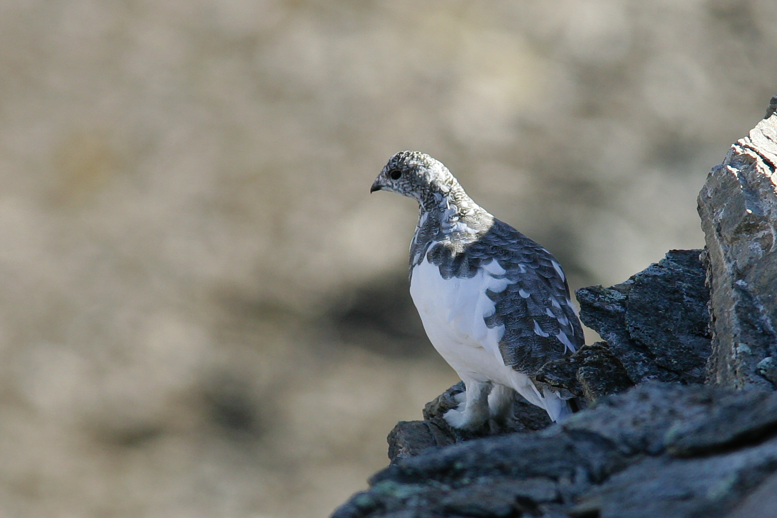 Groupe Galliformes de montagne - LPO Auvergne-Rhône-Alpes