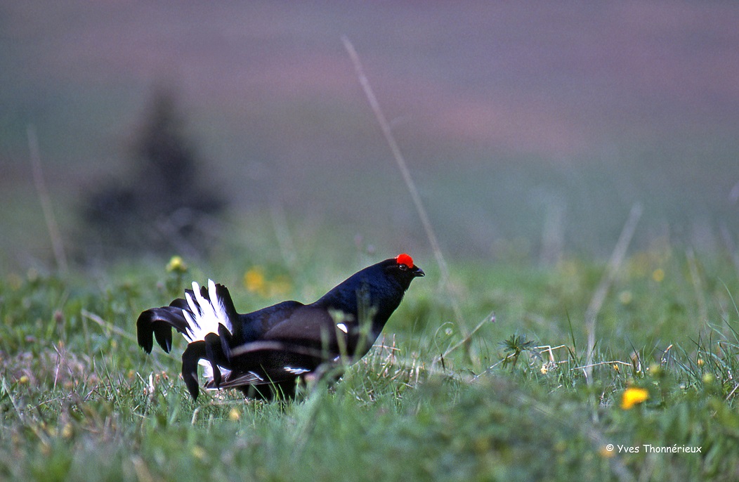 En Drôme, on tue toujours des tétras-lyres ! - LPO Auvergne-Rhône-Alpes