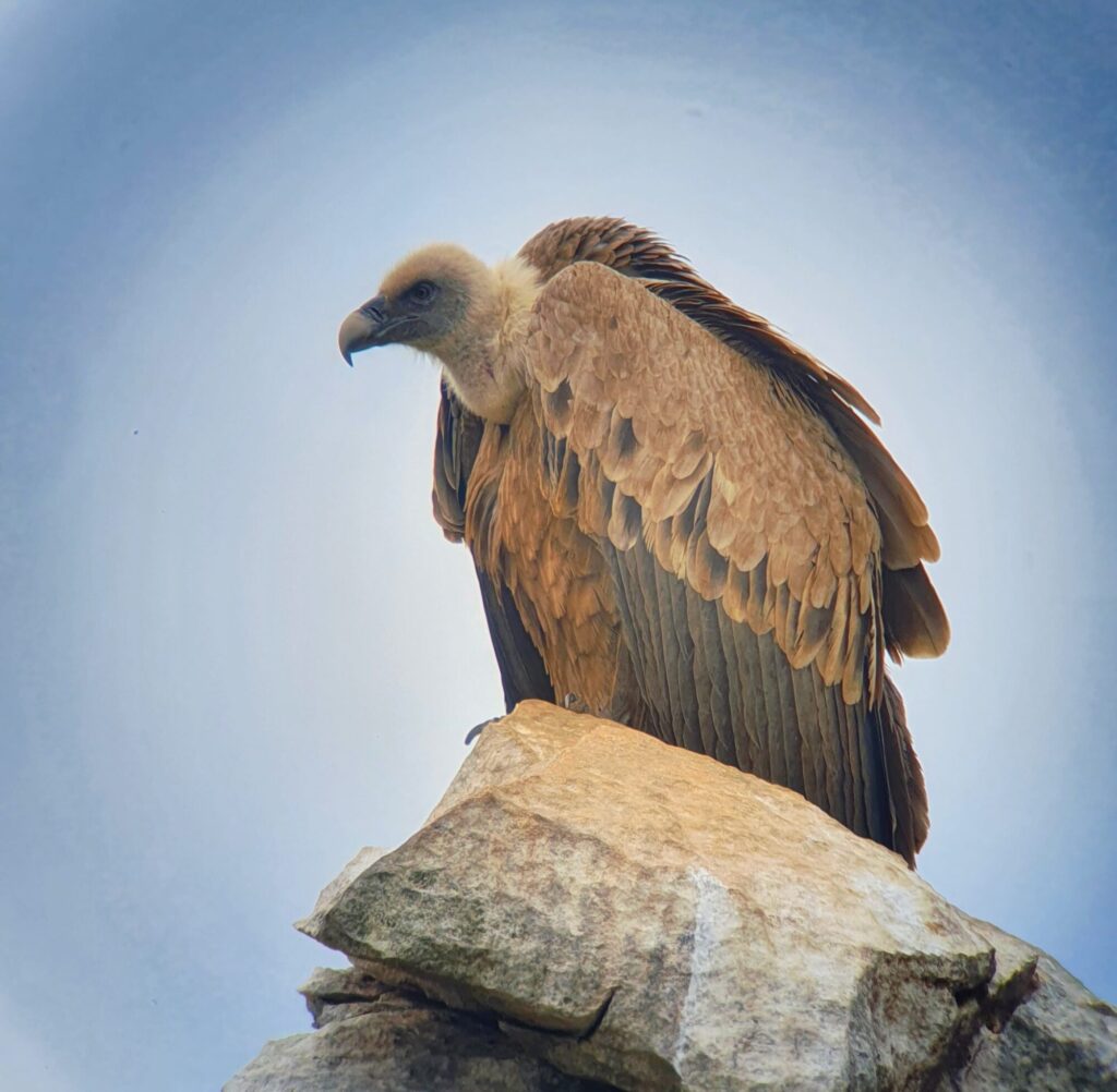 Journée découverte des vautours en Basse-Ardèche - LPO Auvergne-Rhône-Alpes