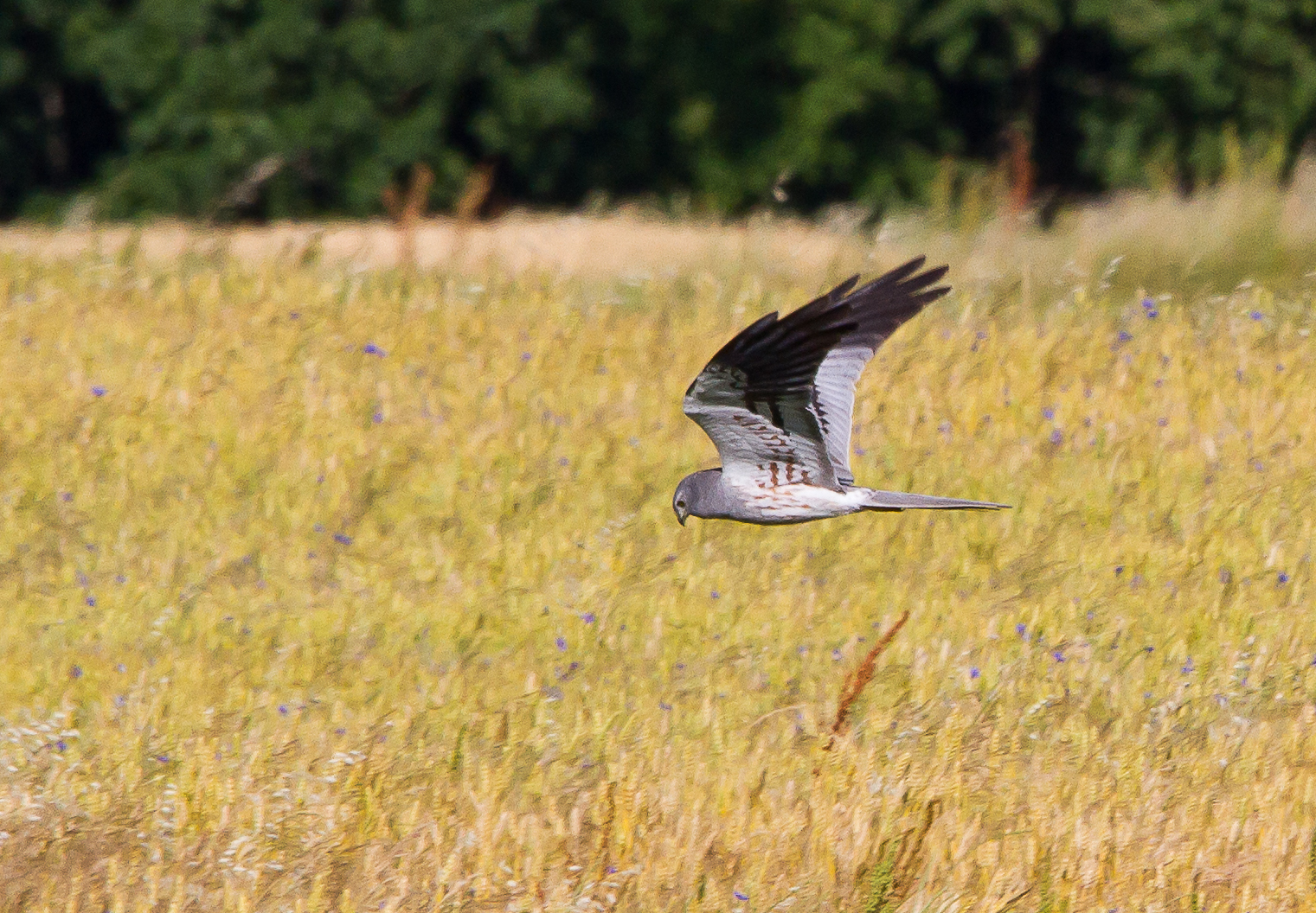 Portrait de salarié 3/12 - LPO Auvergne-Rhône-Alpes