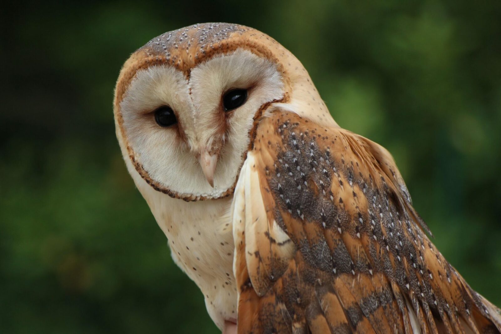 Groupe rapaces nocturnes de plaine - LPO Auvergne-Rhône-Alpes